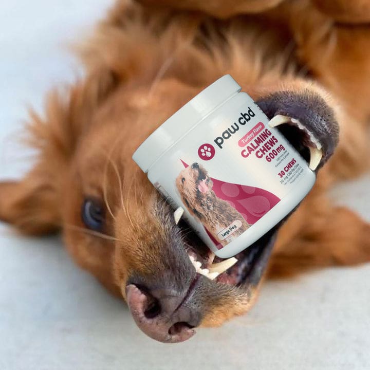 Pet CBD Calming Soft Chews for Dogs - CBD Releaf Center | Bellingham